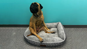 Favor’s Comeback: A Custom “Toe Up” Device for a Retired Therapy Dog