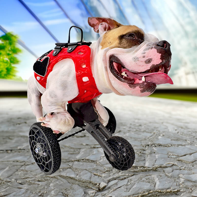 Custom Wheelchairs & Carts for Pets | Support Mobility & Independence