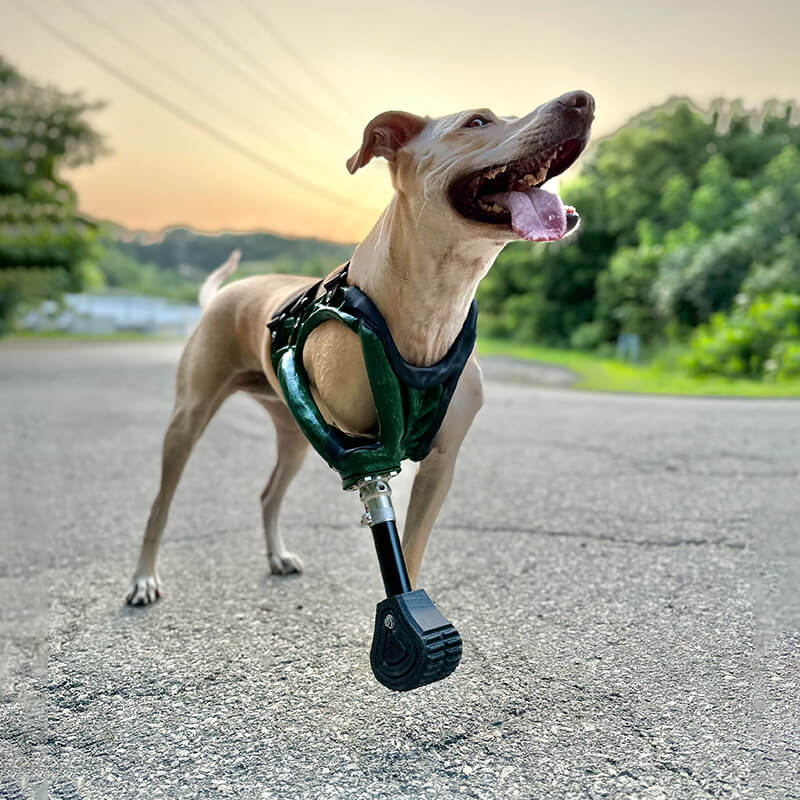 Custom Prosthetic Solutions for Pets | Restore Mobility & Function