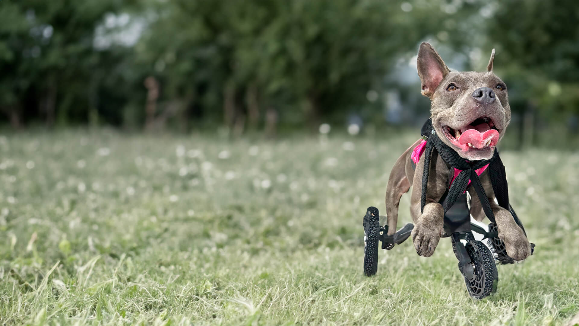 Custom Wheelchairs & Carts for Pets | Support Mobility & Independence