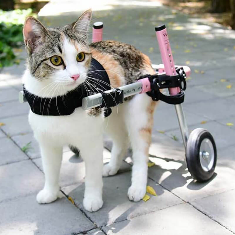 Custom Wheelchairs & Carts for Pets | Support Mobility & Independence